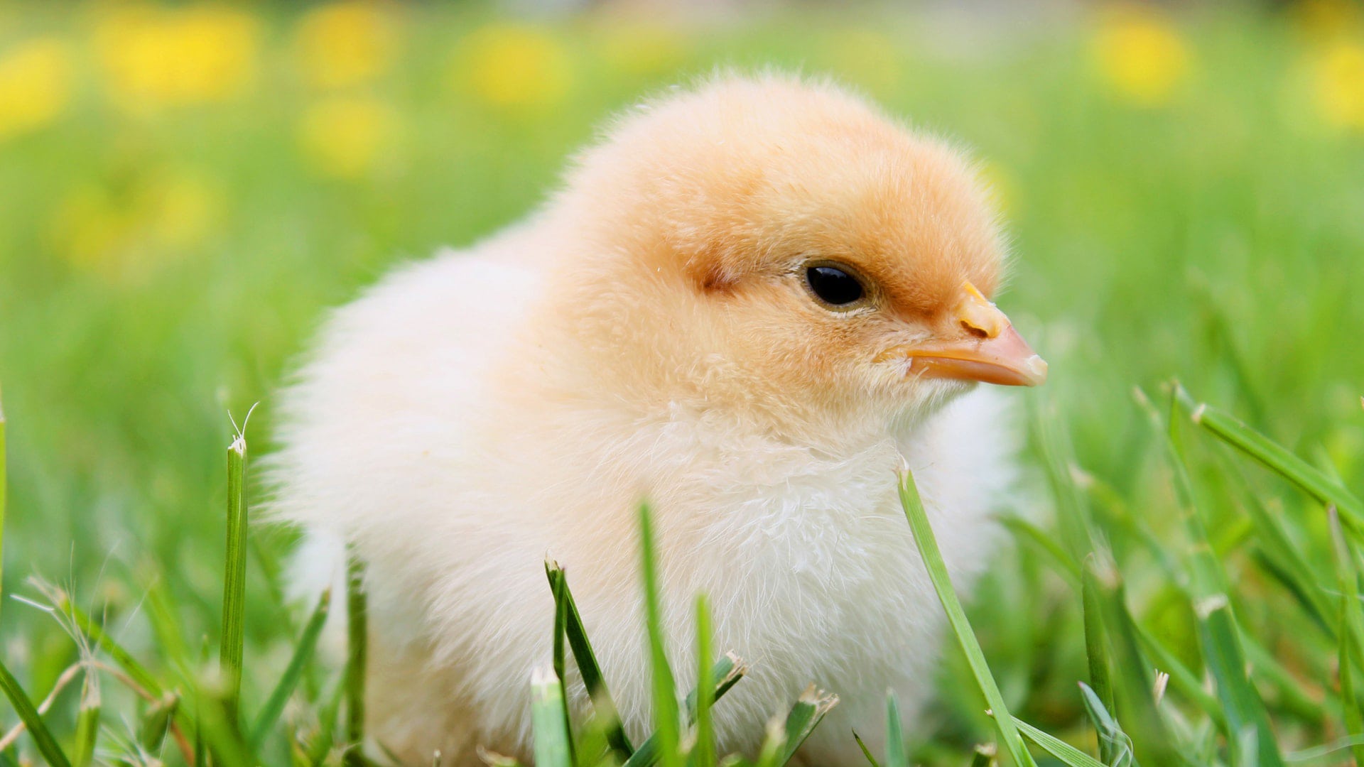 Spring Classes Begin April 8th! – Bel-Rea Institute of Animal Technology