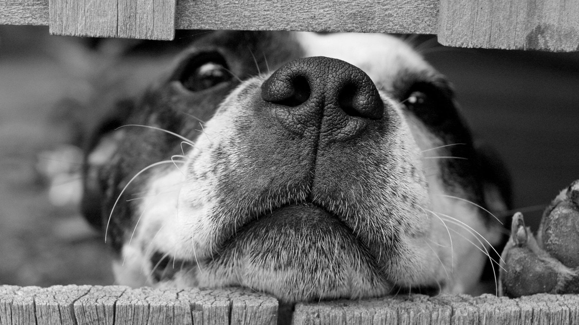 Bel-Rea Institute of Animal Technology – Veterinary Technician Training