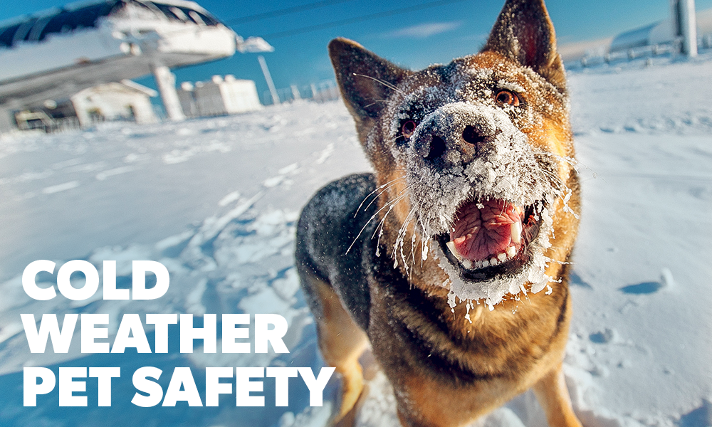 Cold Weather Pet Safety – Bel-Rea Institute of Animal Technology