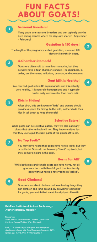 Fun Facts about Goats! – Bel-Rea Institute of Animal Technology