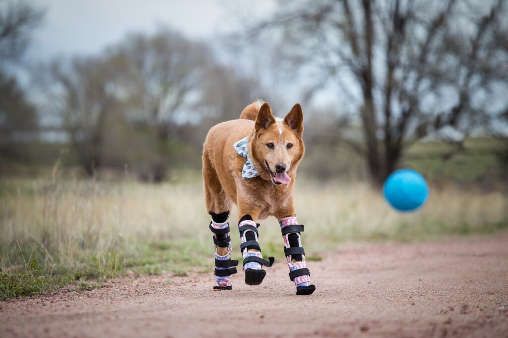 OrthoPets – Bel-Rea Institute of Animal Technology