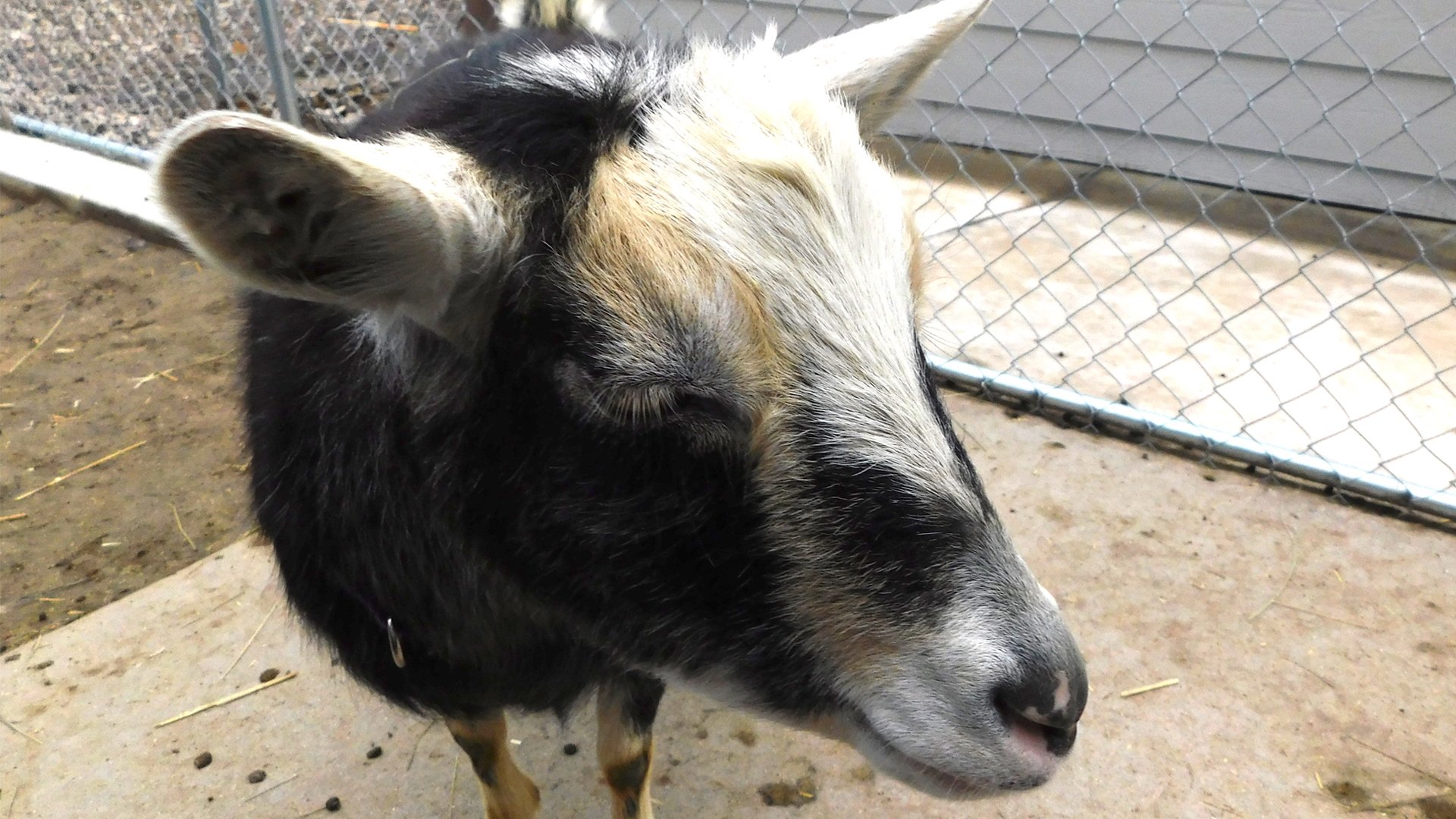 Fun Facts about Goats! – Bel-Rea Institute of Animal Technology