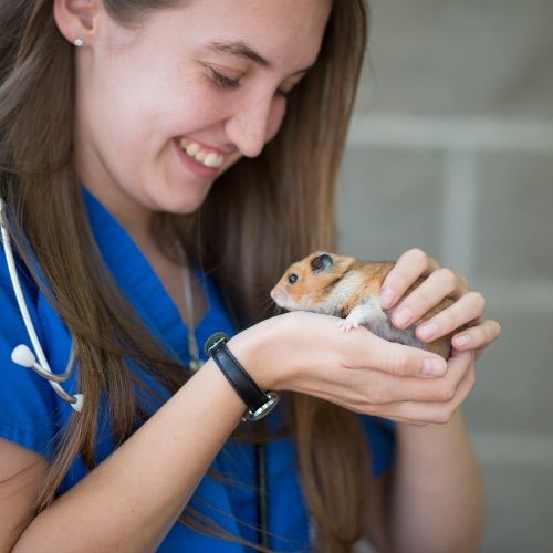 Pocket Sized Pets – Bel-Rea Institute of Animal Technology