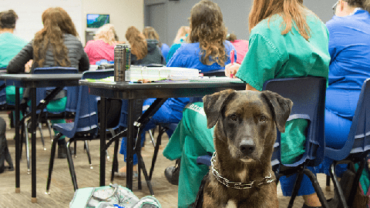 Bel-Rea Institute of Animal Technology – Veterinary Technician Training